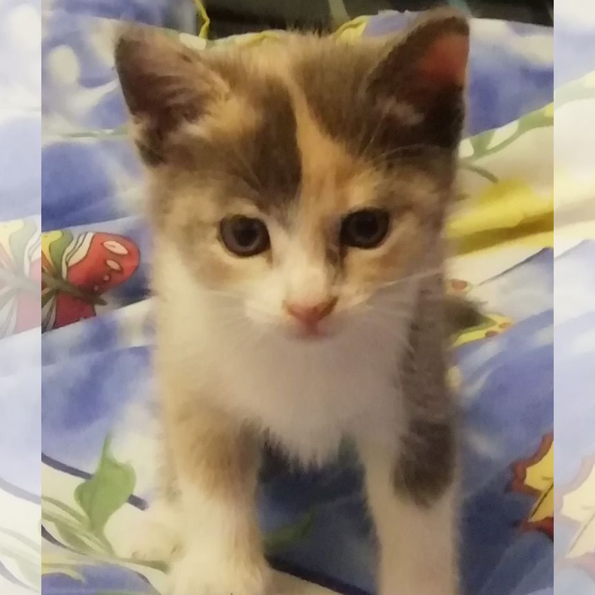 Русская голубая +