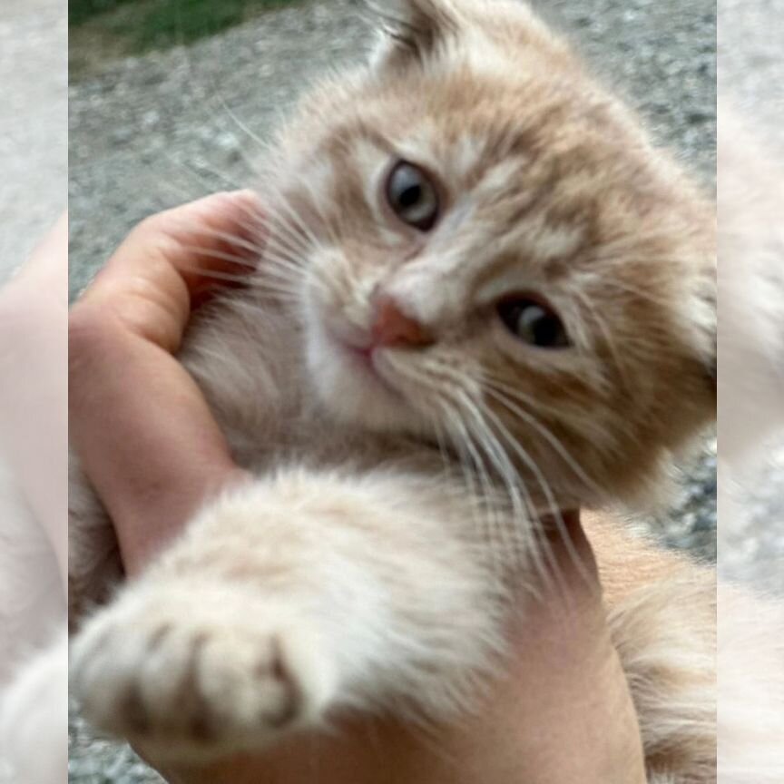 Вислоухий котенок малыш