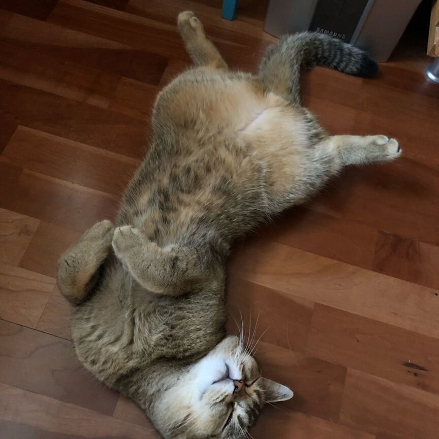 Случка с котом шотландец
