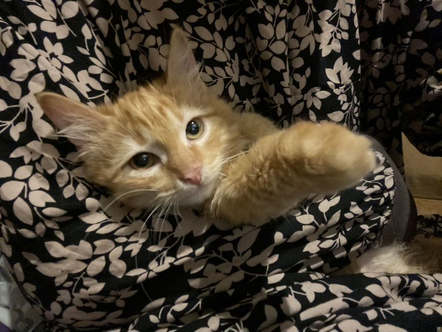 Котенок девочка, отдаю в добрые руки