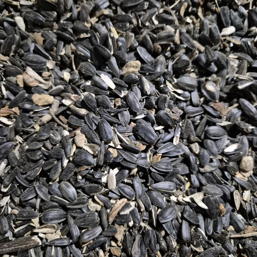 Вторые Сорта подсолнечника