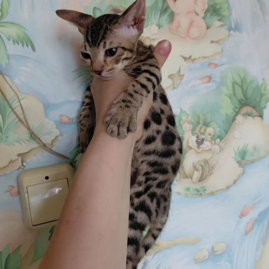 Донской сфинкс котёнок