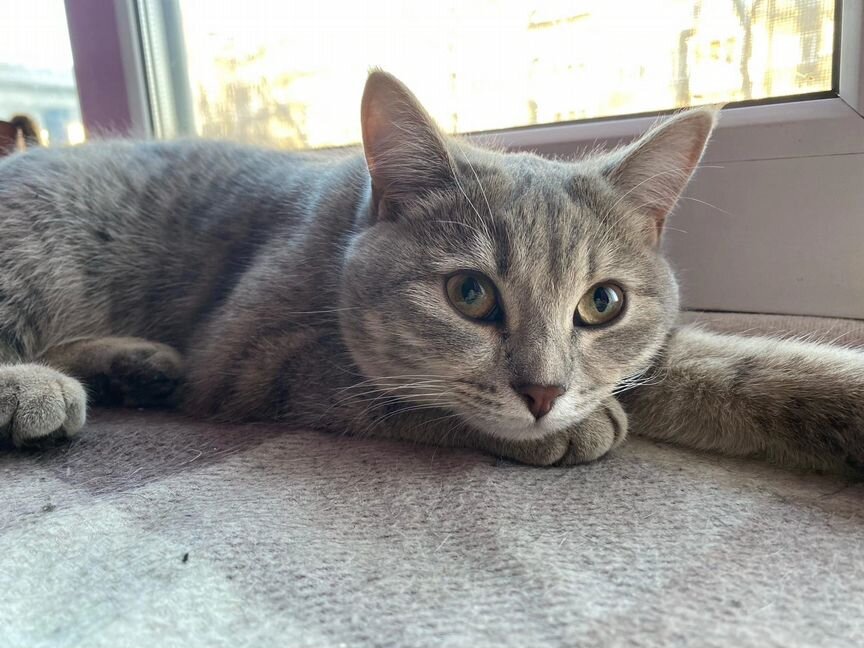 Продам кошку породы скоттиш-фолд прямоухая