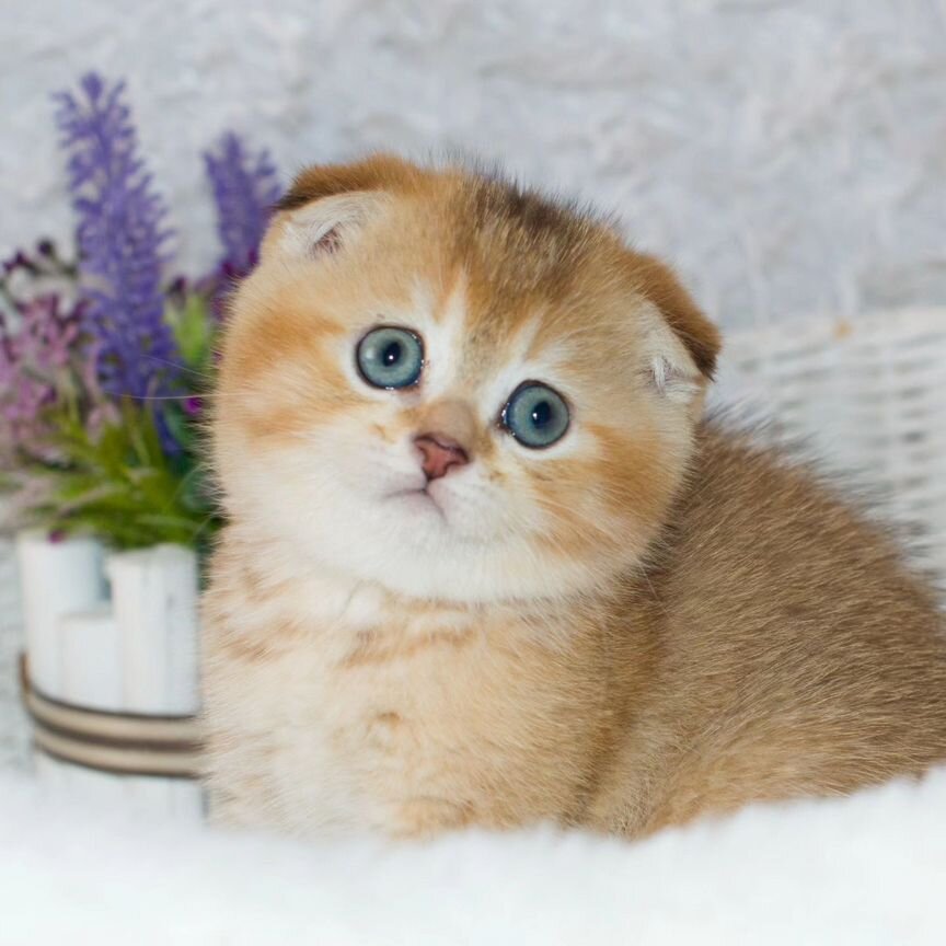 Девочка Scottish-fold ny11
