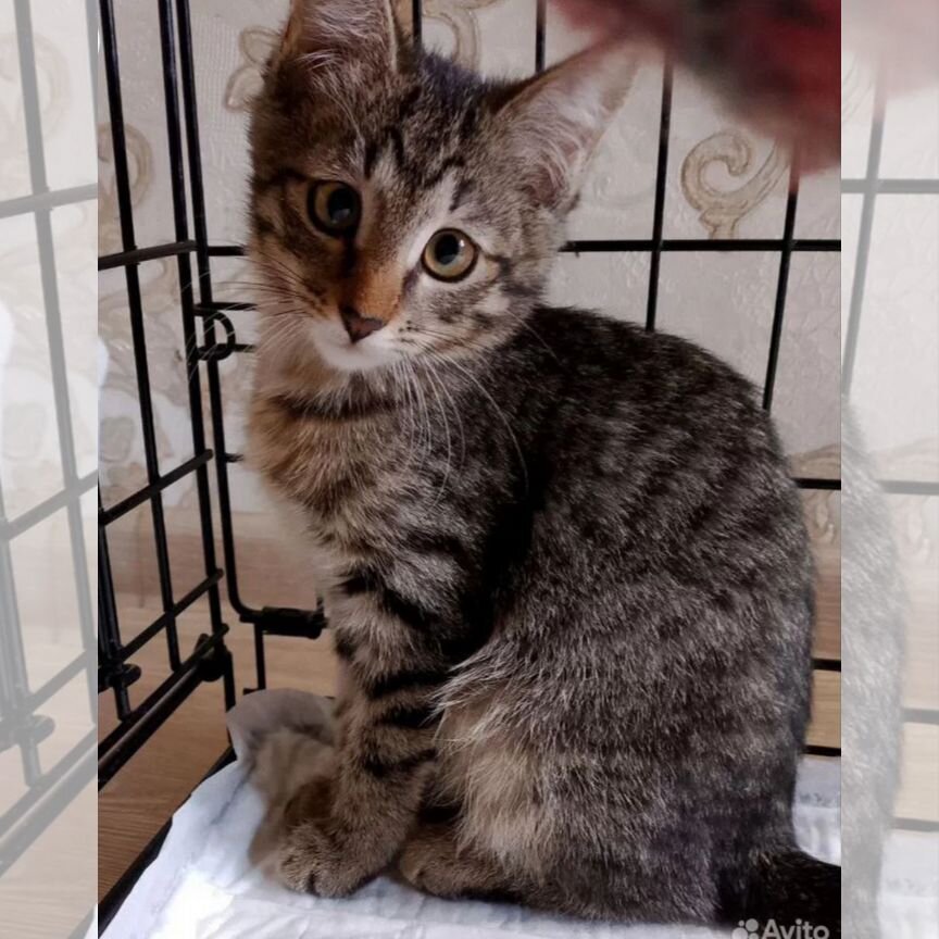 Котенок в добрые руки