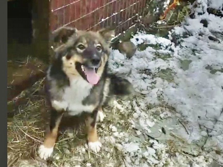 Собака в беде в добрые руки