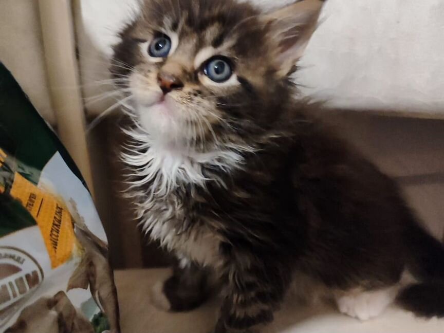 Котятёнок мейн-кун