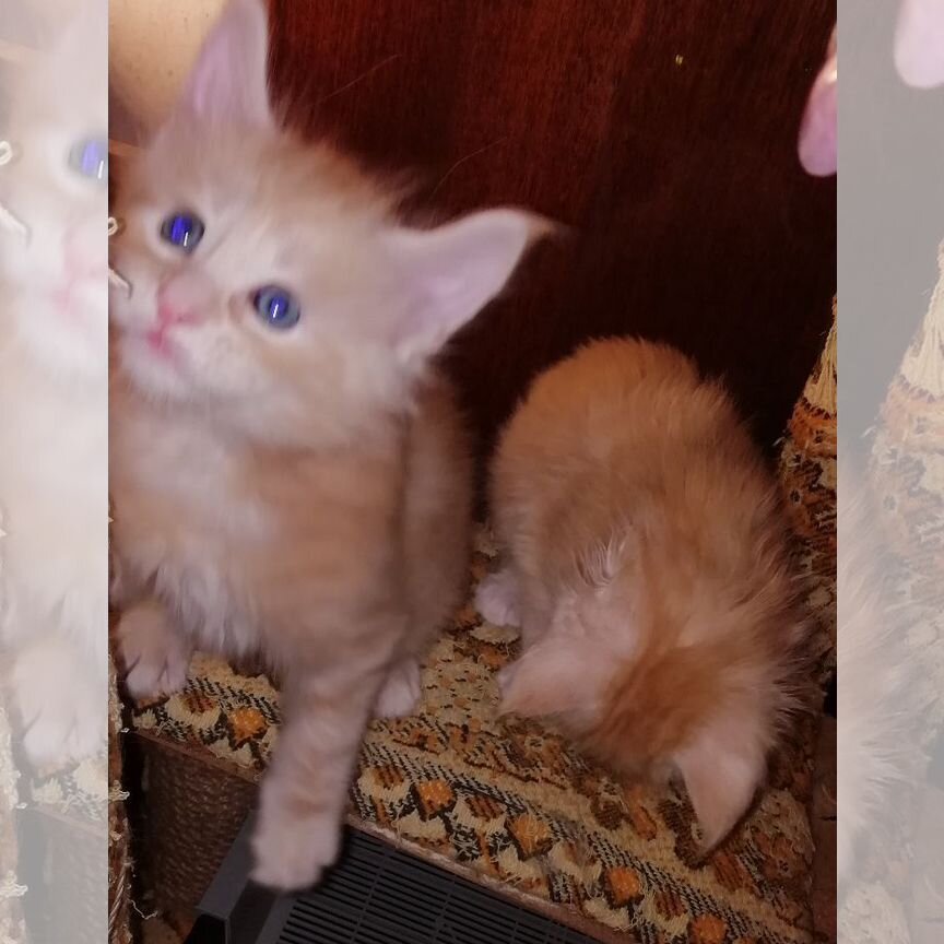 Мейн кун, рыжие котята