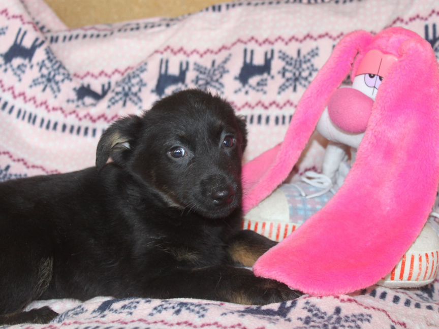 Щеночек в семью, счастье в дом