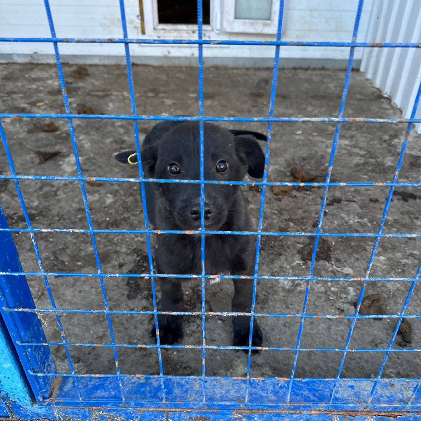 Щенок со сломанной лапой в гос.приюте. Нужен дом