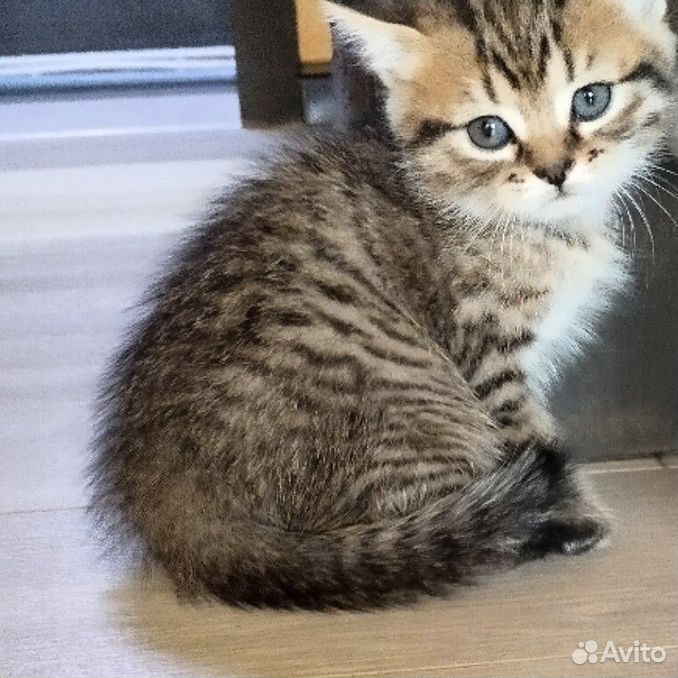 Котята шотландец-британец