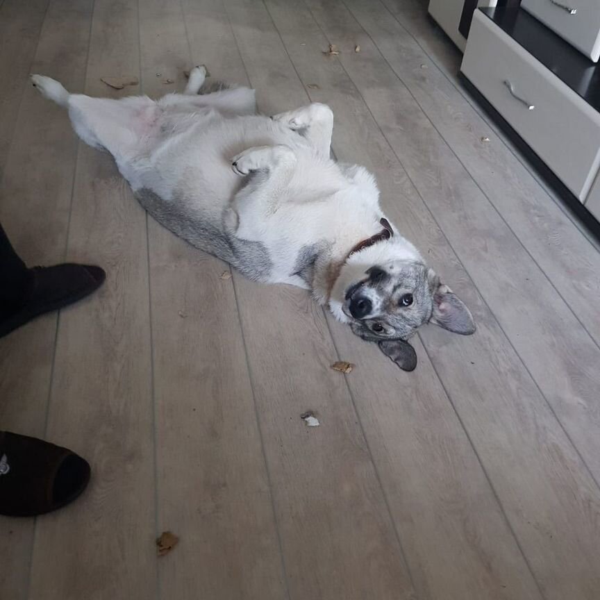 Собака в добрые руки