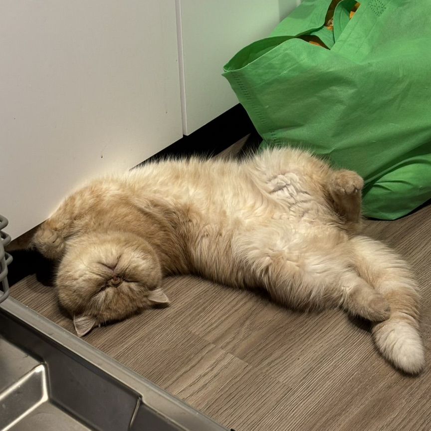 Экзотический короткошёрстный, взрослый кот