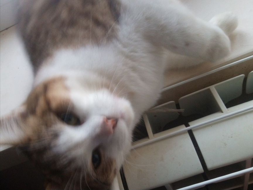 Пристрою монастырскую кошечку