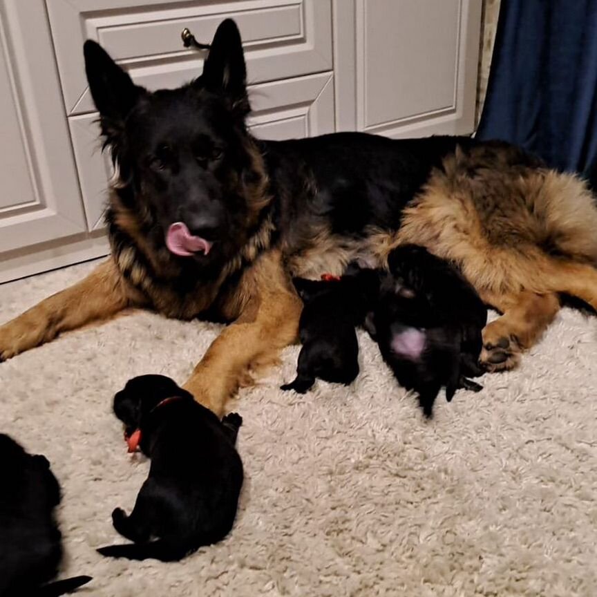 Немецкая овчарка