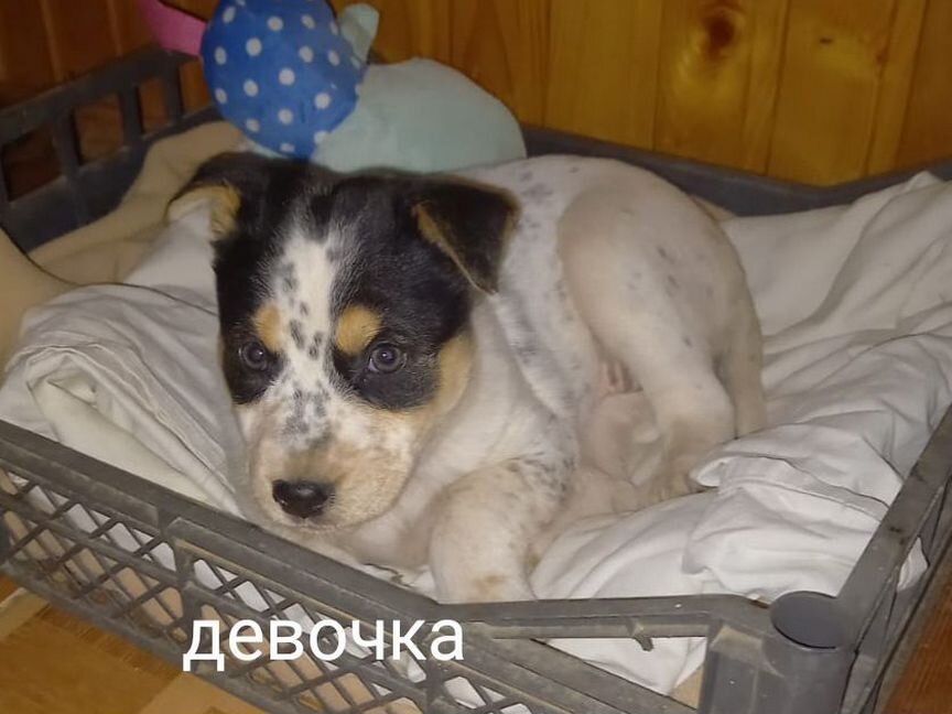 Щенок в добрые руки бесплатно