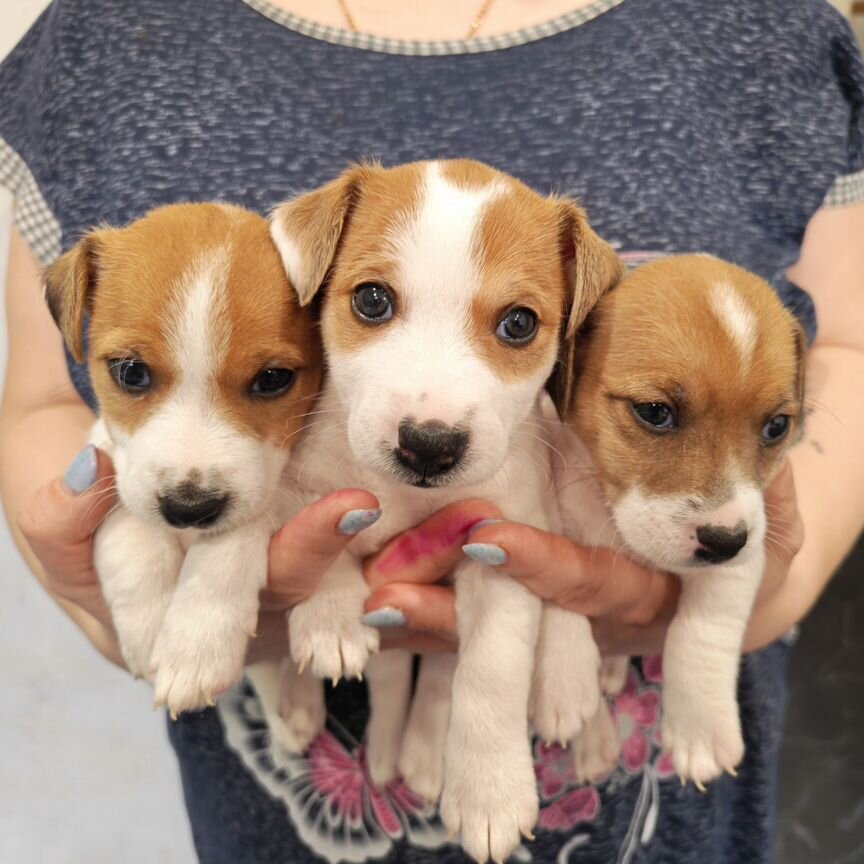 Джек-рассел-терьер, щенок