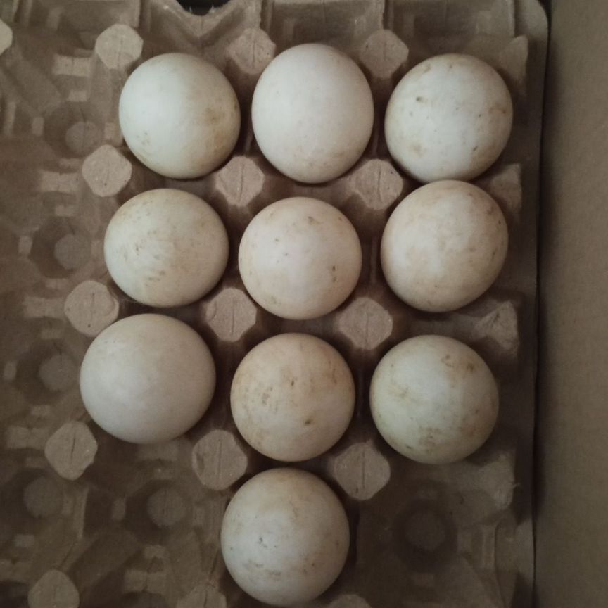 Инкубационное яйцо утка фаворит