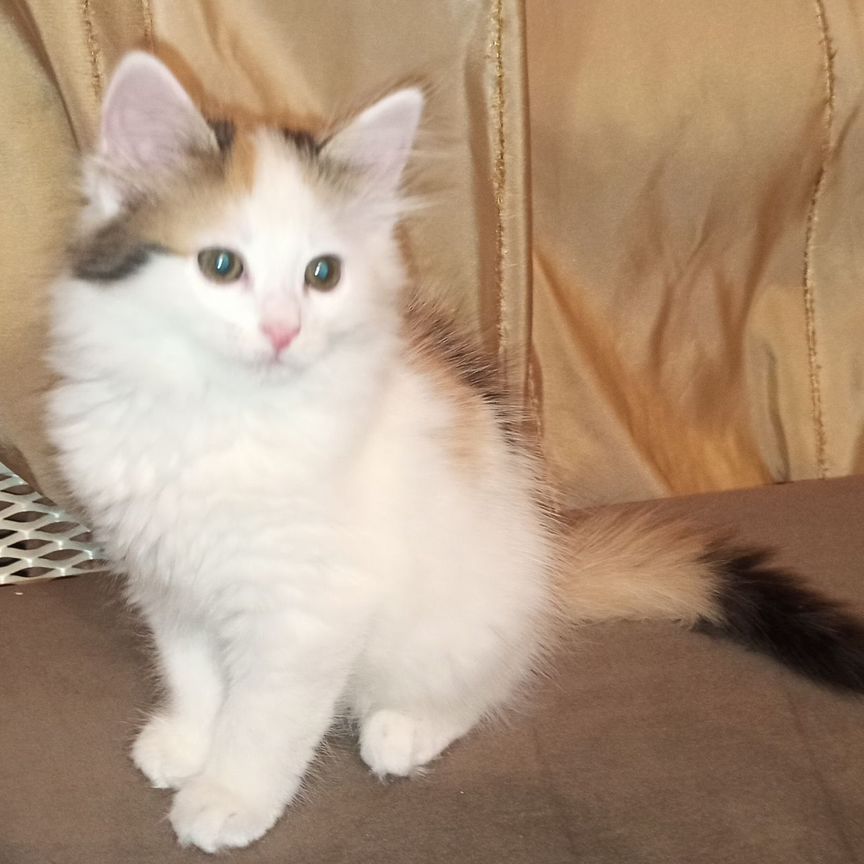 Милая, ласковая кошечка ищет хозяйку