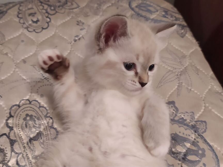 Кошечка в дар