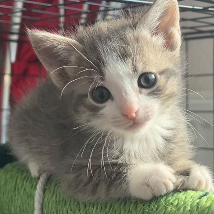 Котенок в добрые руки