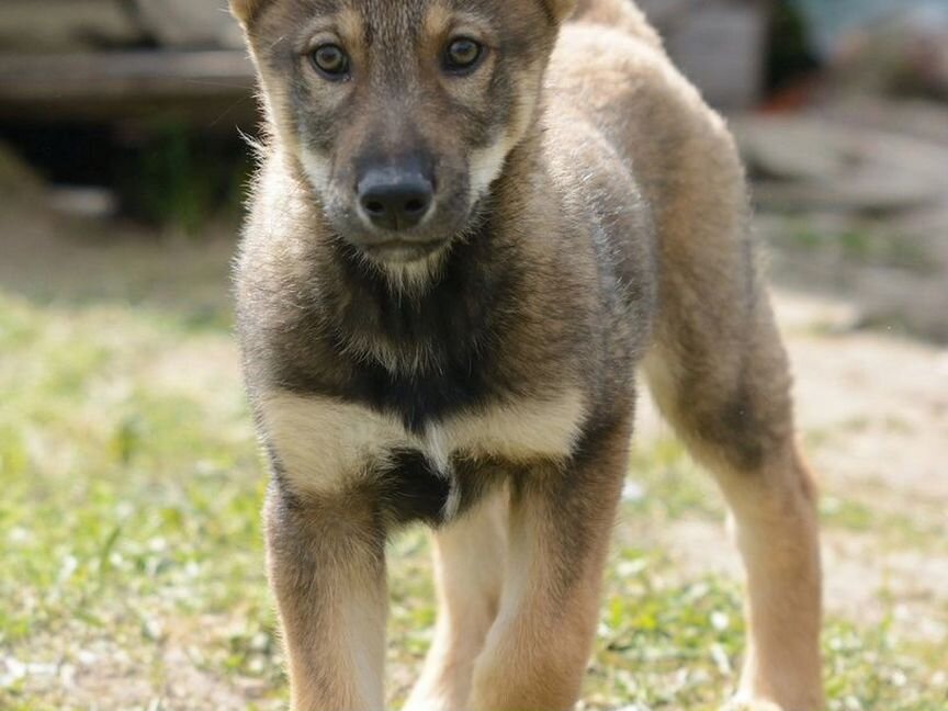 Щенок мальчик ищет дом