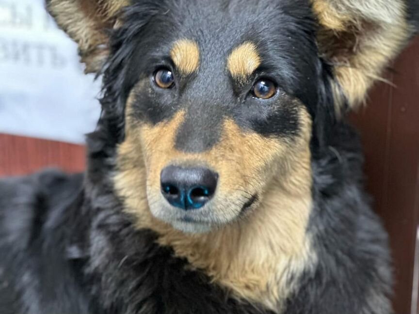 Собака с ушами на миллион