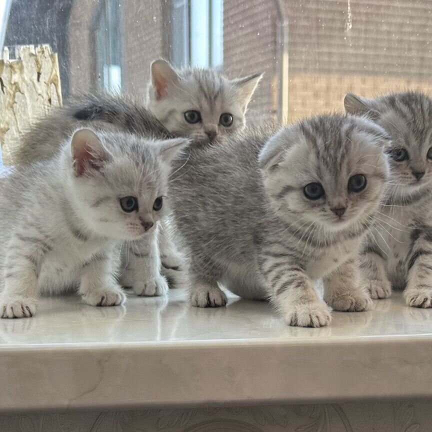 Шотландская вислоухая