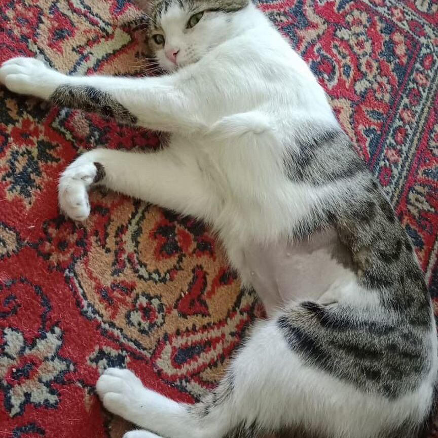 Стерилизованная кошечка