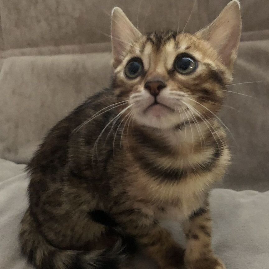 Бенгальская кошка