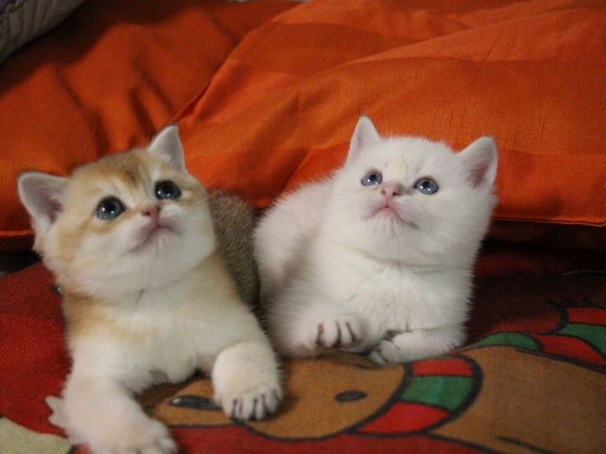 Шотландские прямоухие котята