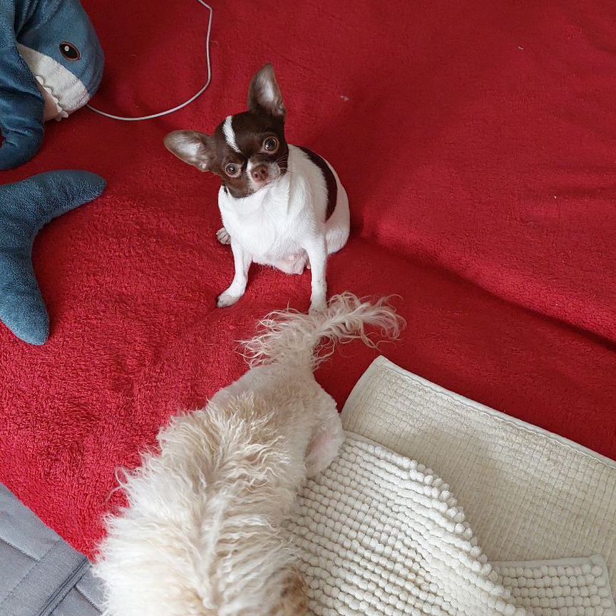 Чихуахуа -мадам