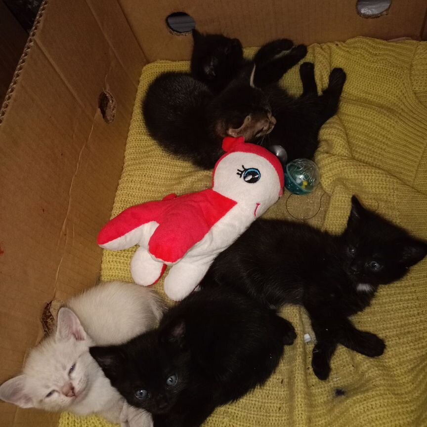 Котята сестрёнки