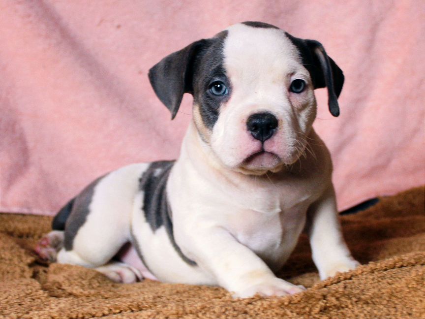 Американский булли. Замечательная девочка