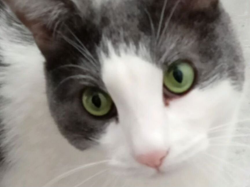Кот классный большой
