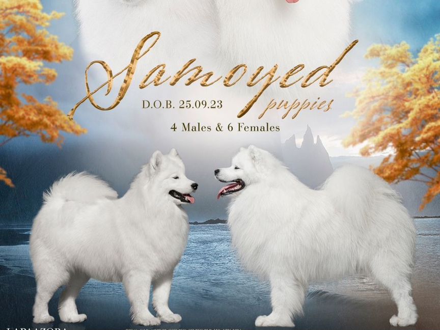 Щенки самоеда - белые снежинки