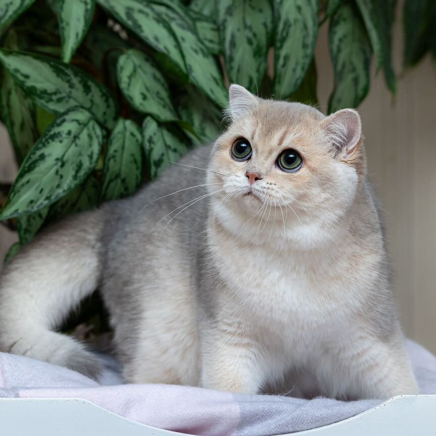 Британская золотая шиншилла