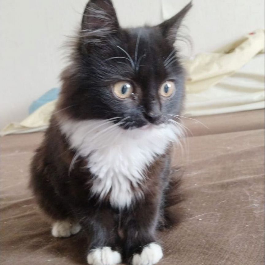 Чудокоторебёнок в добрые руки