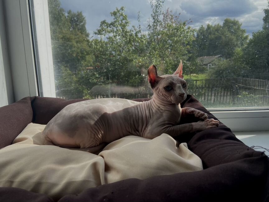 Канадский сфинкс эльф