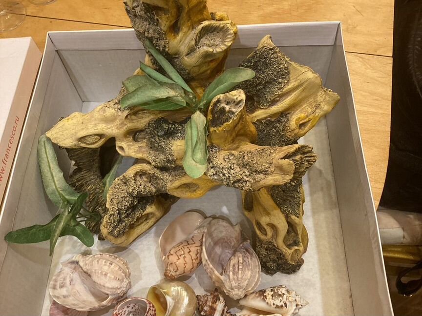 Морские ракушки раковины