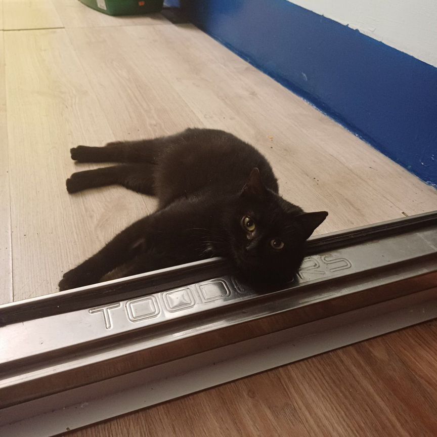Отдам котенка в добрые руки