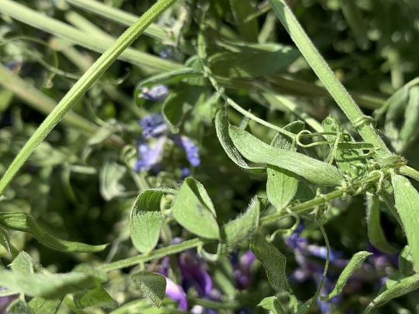 Сено для грызунов