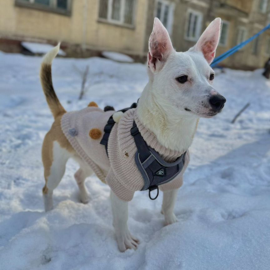 Маленький пёс ищет дом