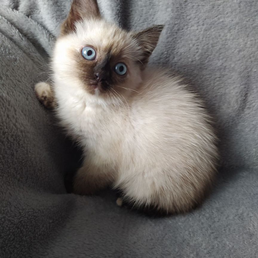 Сиамка в добрые руки