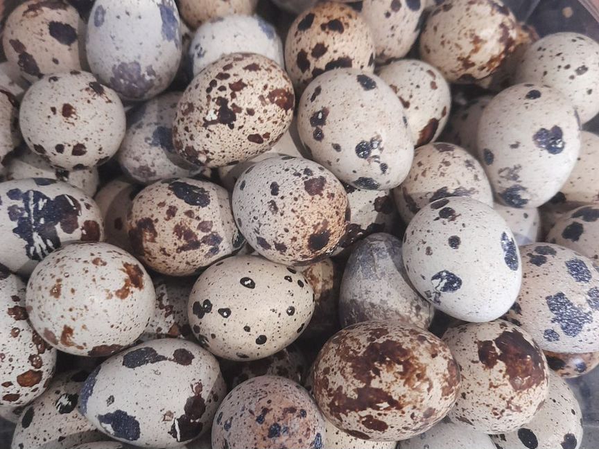 Яйца перепелиные