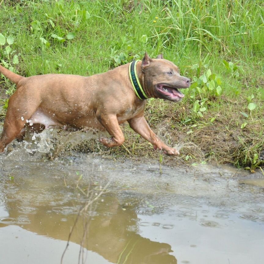 Американский булли xl