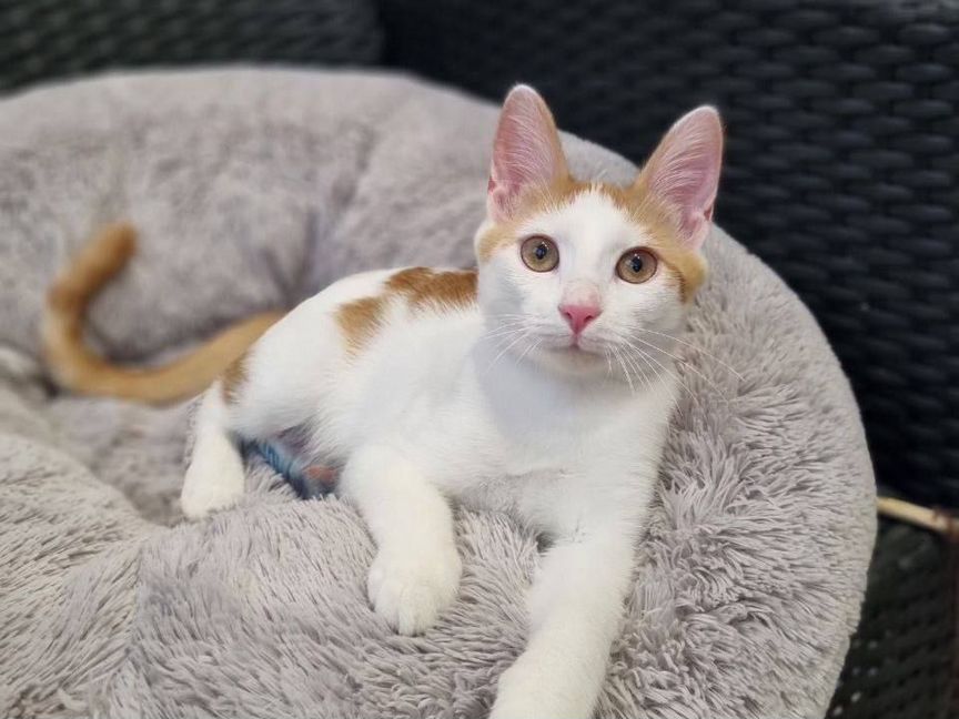 Ласковый Эд в подарок