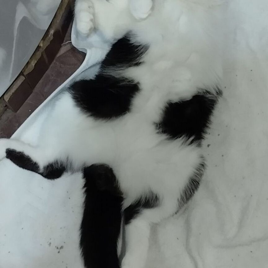 Отдам котов братьев