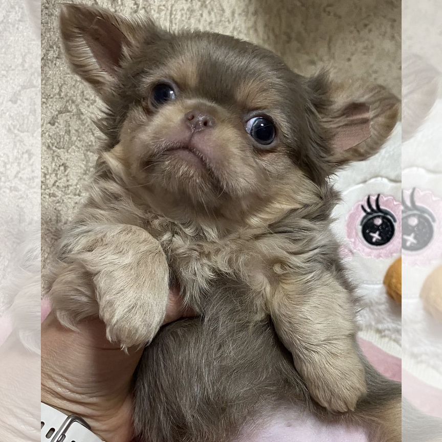 Чихуахуа, щенок