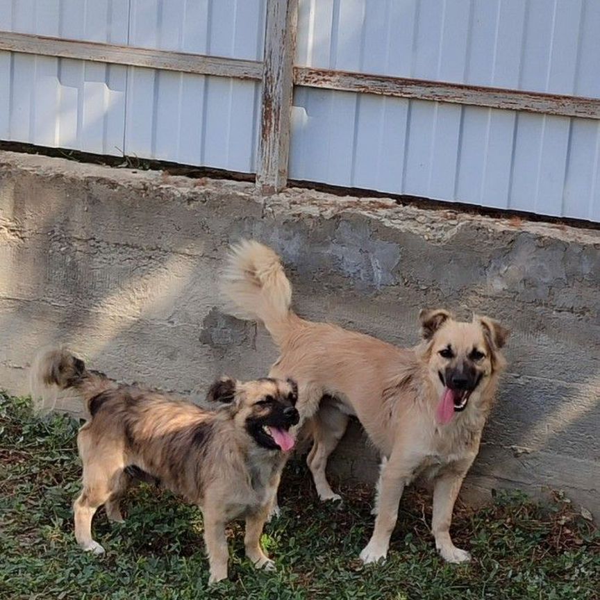 Мира и Белла